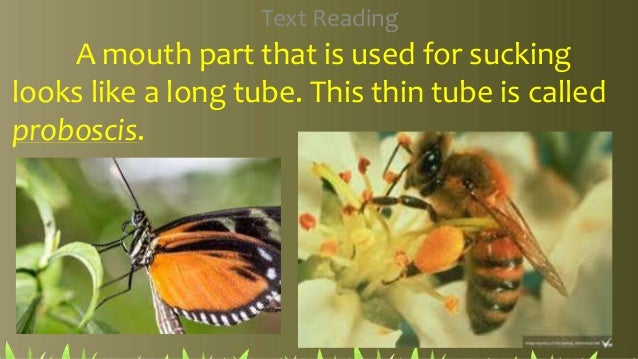 2nd qtr 3 body parts of some animals in getting their food