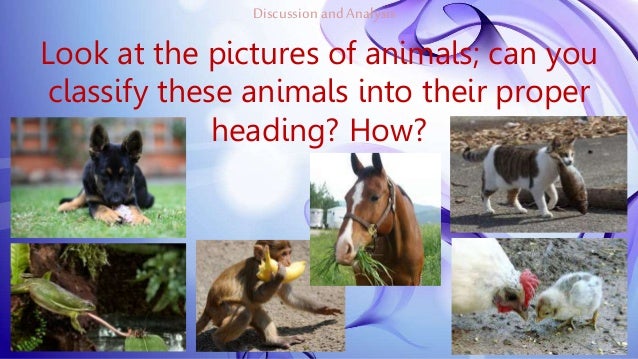 Classification Of Animals According To The Food They Eat