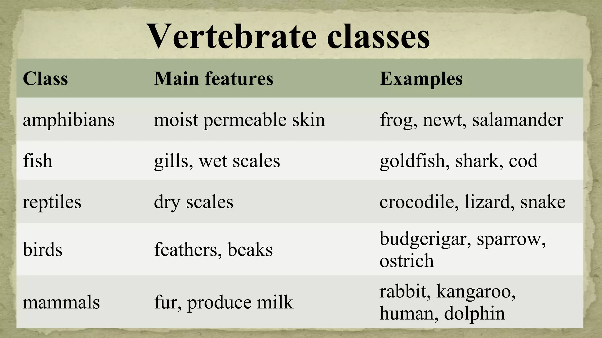 2nd qtr 8a characteristics of vertebrates | PPT