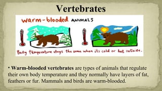 2nd qtr 8a characteristics of vertebrates | PPT