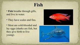 2nd qtr 8a characteristics of vertebrates | PPT