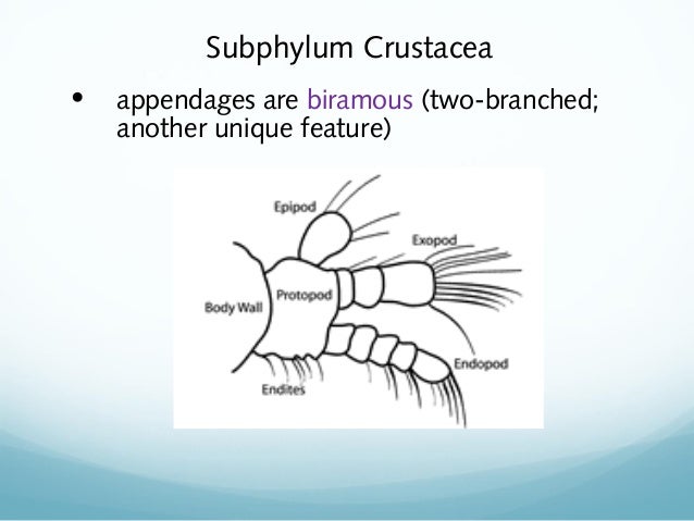Biology 1031 Lab Final
