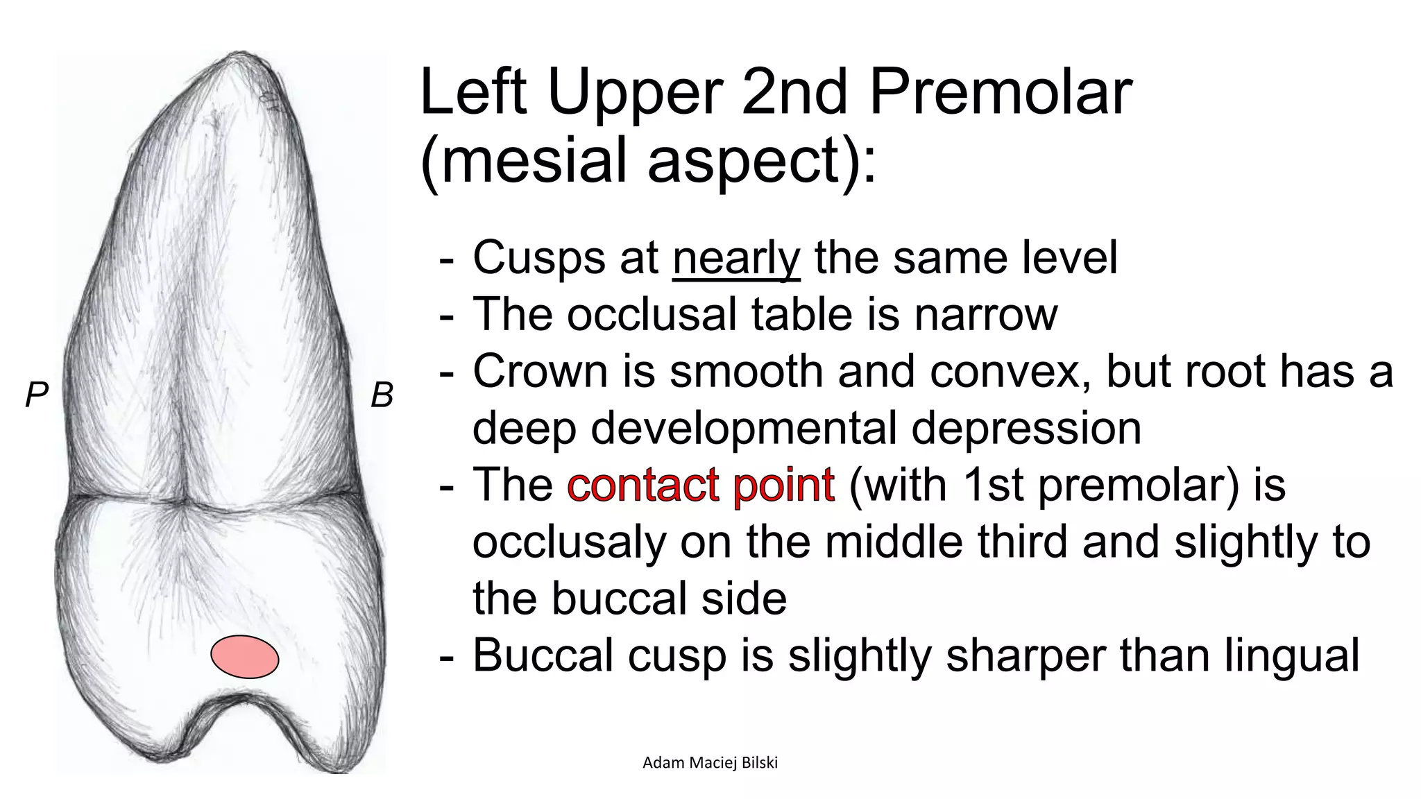 2nd Upper Premolar Anatomy | PPTX