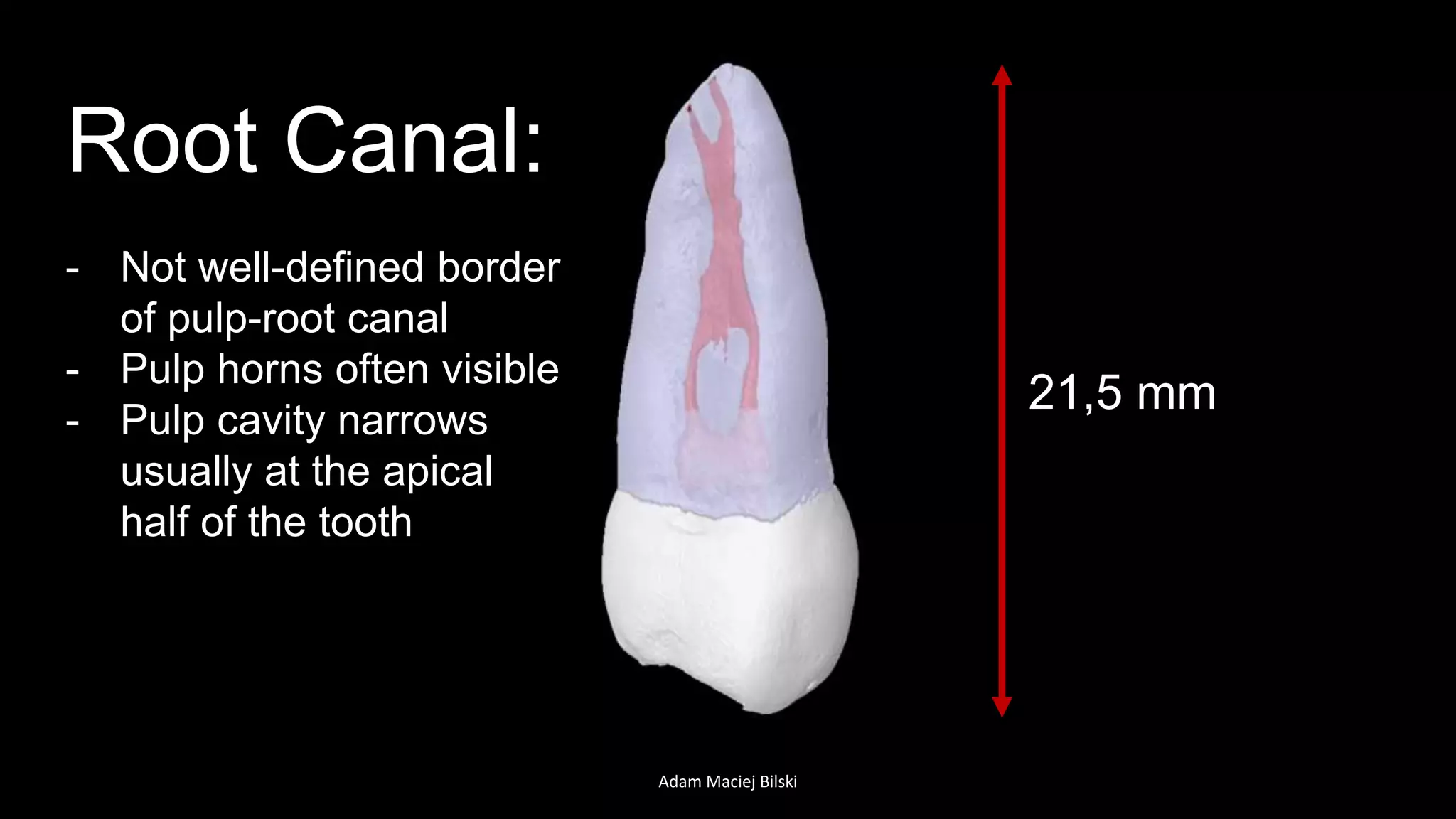 2nd Upper Premolar Anatomy | PPTX