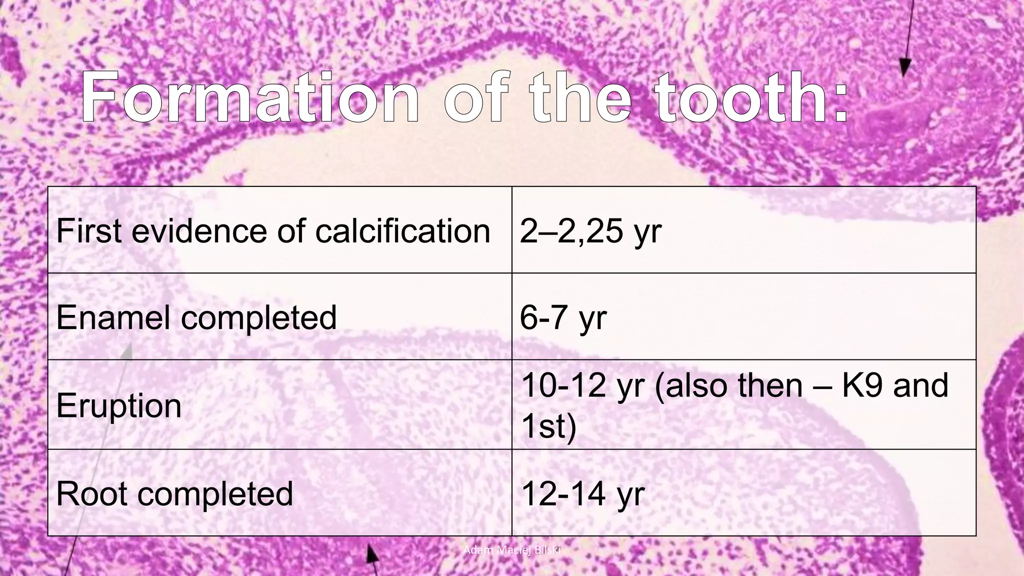 2nd Upper Premolar Anatomy | PPTX