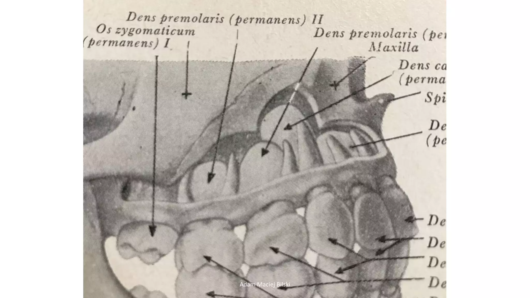 2nd Upper Premolar Anatomy | PPTX