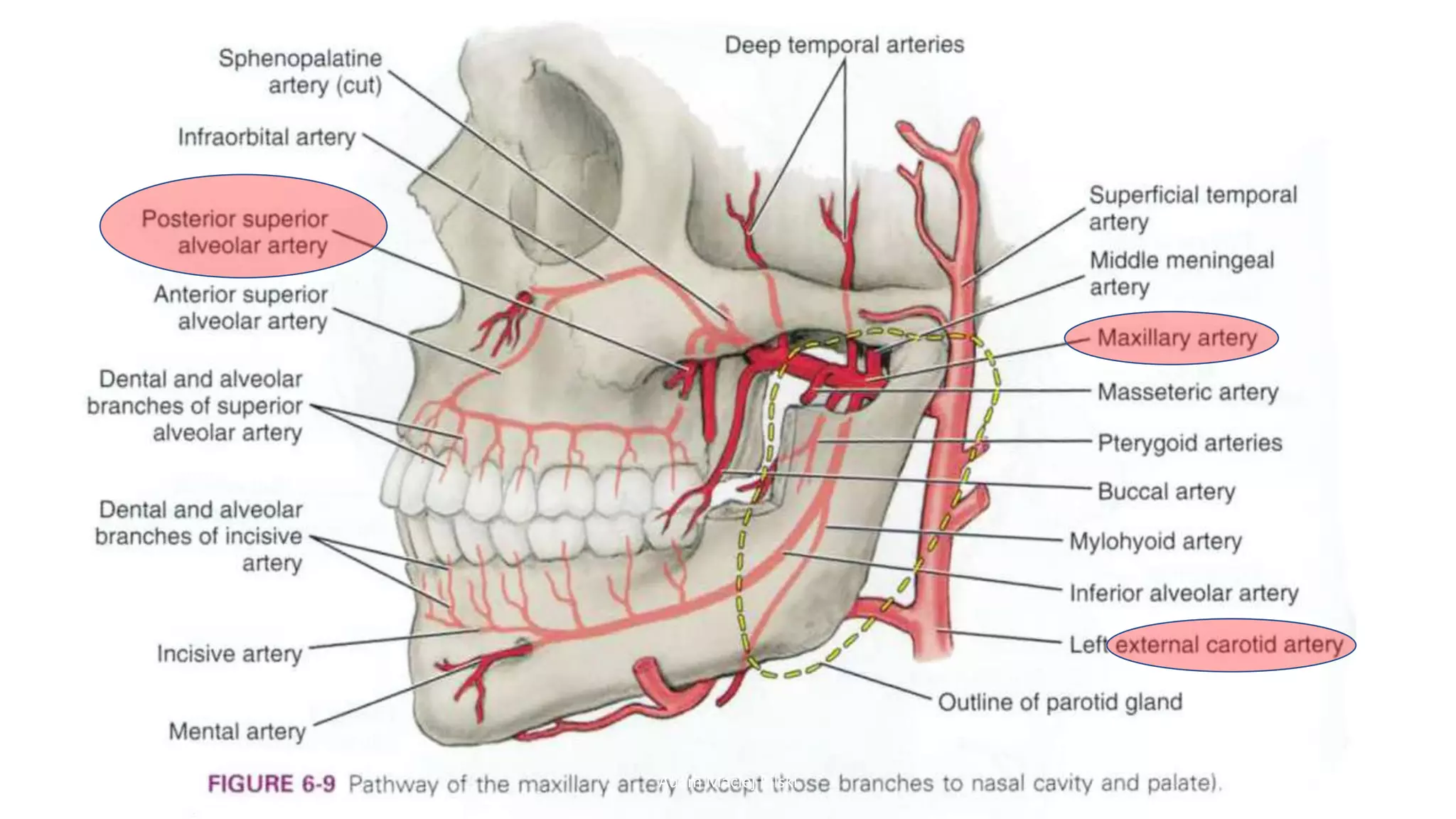 2nd Upper Premolar Anatomy | PPTX