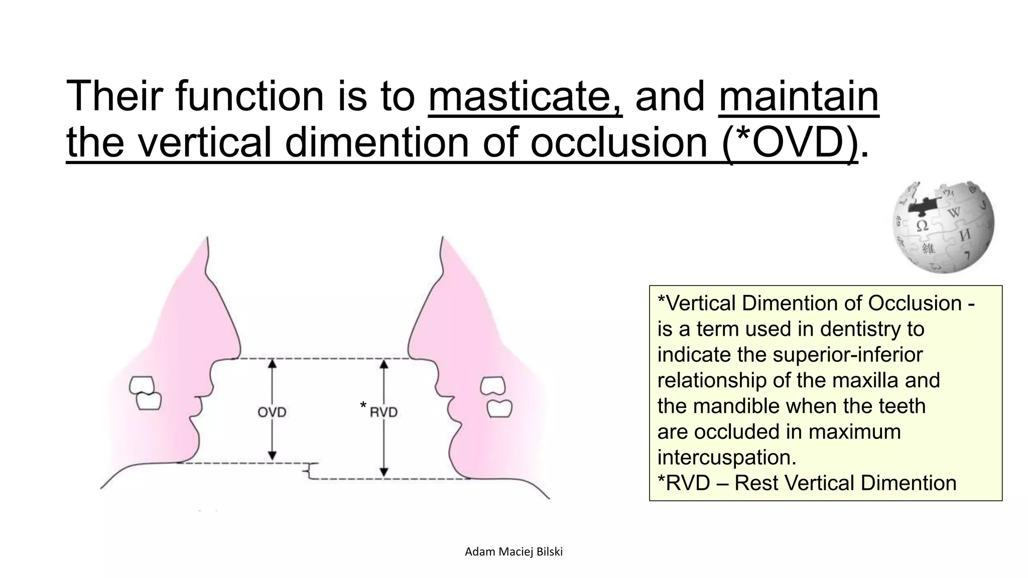 2nd Upper Premolar Anatomy | PPTX