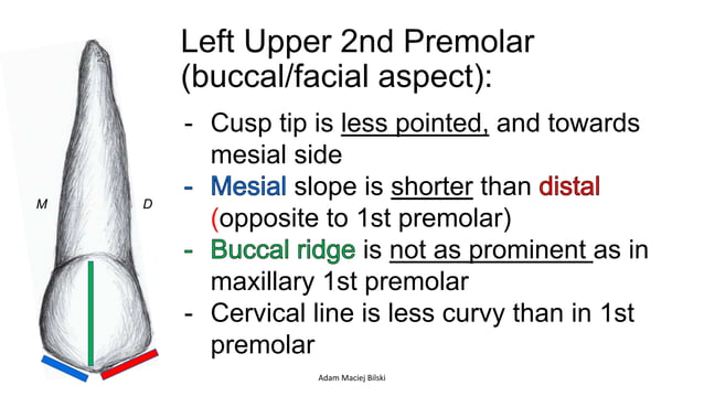 2nd Upper Premolar Anatomy | PPTX