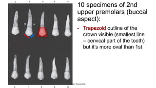 2nd Upper Premolar Anatomy | PPTX