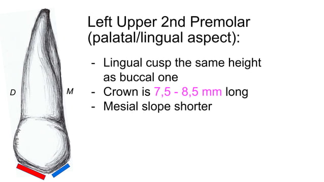 2nd Upper Premolar Anatomy | PPTX