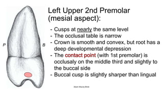 2nd Upper Premolar Anatomy | PPTX