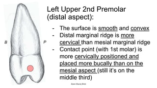 2nd Upper Premolar Anatomy | PPTX