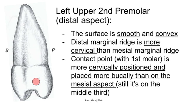 2nd Upper Premolar Anatomy | PPTX