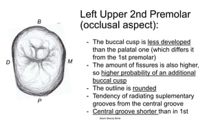 2nd Upper Premolar Anatomy | PPTX