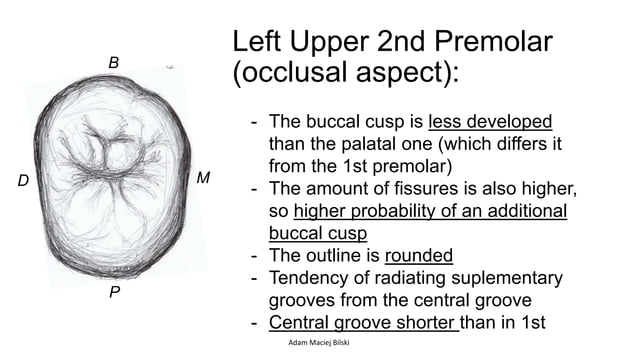 2nd Upper Premolar Anatomy | PPTX