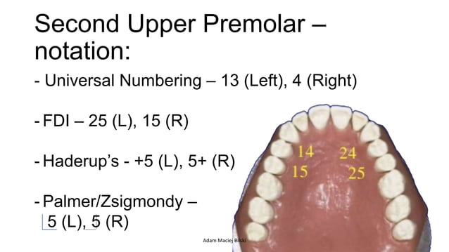 2nd Upper Premolar Anatomy | PPTX