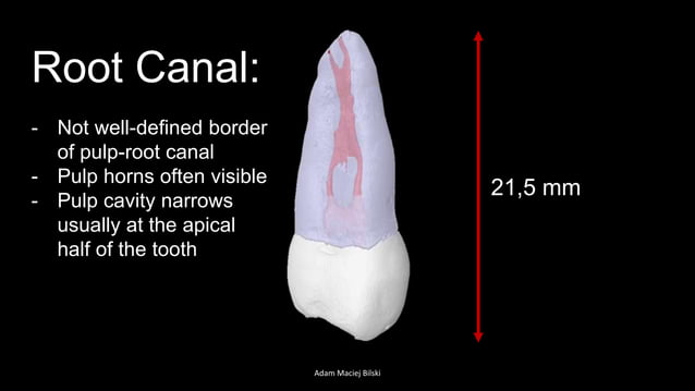 2nd Upper Premolar Anatomy | PPTX