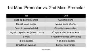 2nd Upper Premolar Anatomy | PPTX
