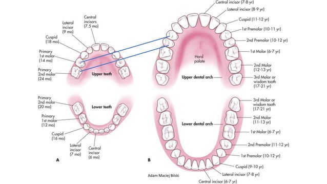 2nd Upper Premolar Anatomy | PPTX