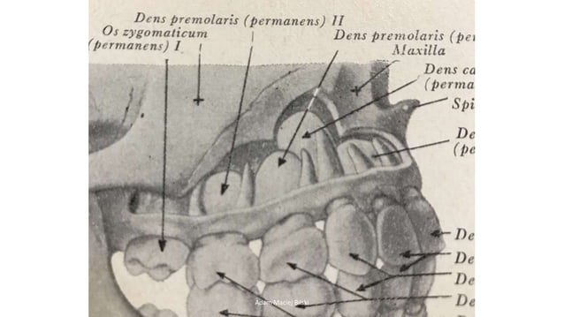 2nd Upper Premolar Anatomy | PPTX