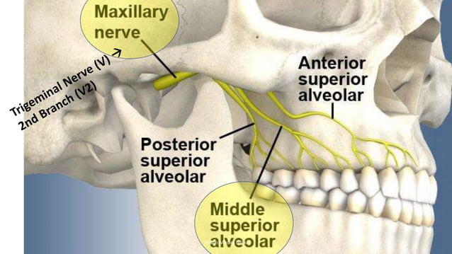 2nd Upper Premolar Anatomy | PPTX