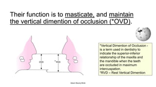 2nd Upper Premolar Anatomy | PPTX
