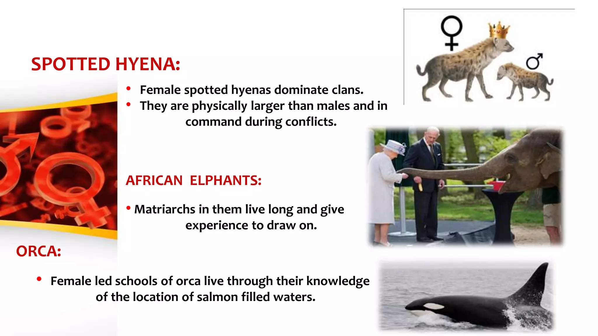 Matriarchy and Patriarchy | PPTX