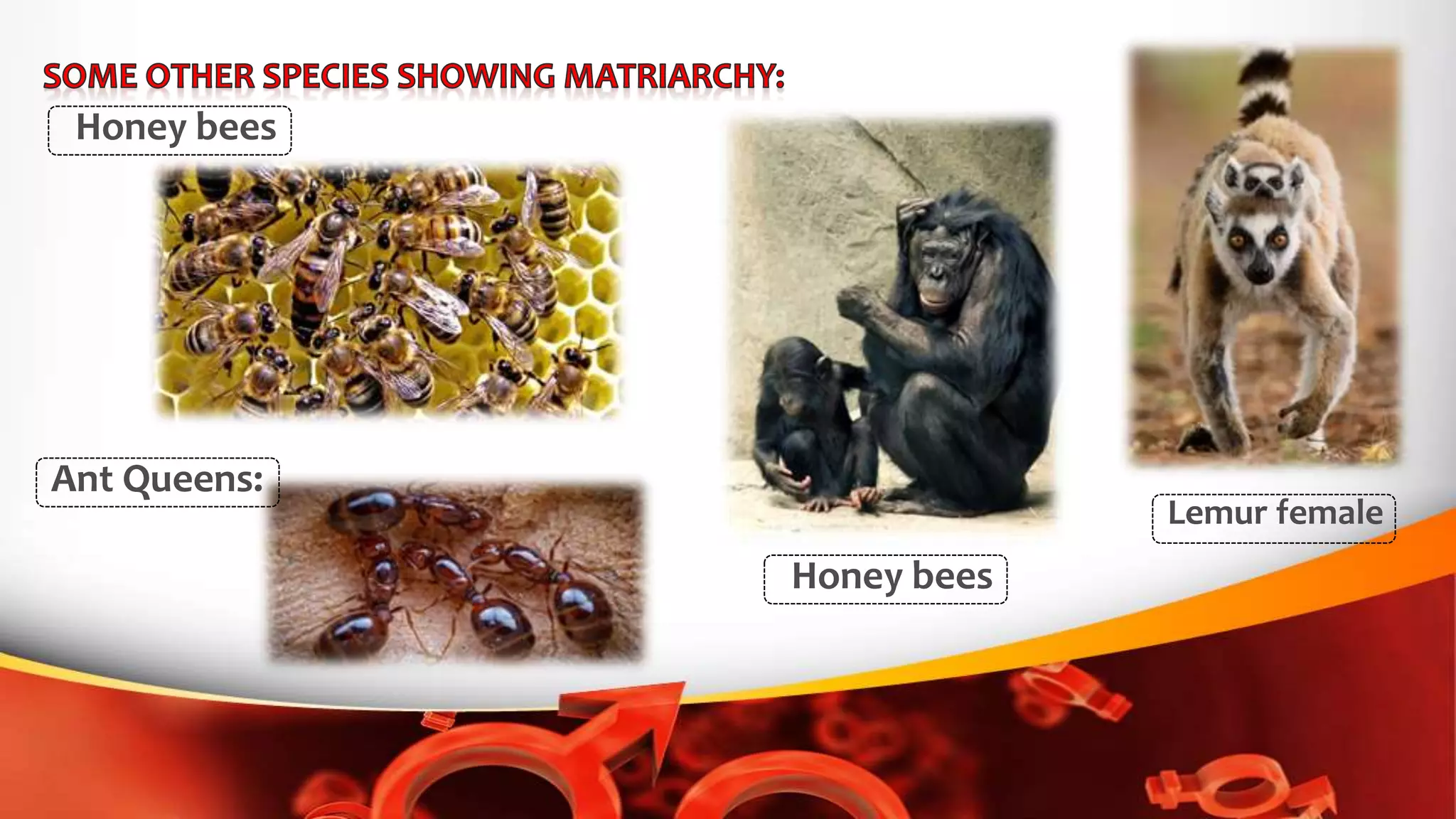 Matriarchy and Patriarchy | PPTX