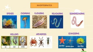 2ND QUARTER.. INVERTEBRATES.pptx
