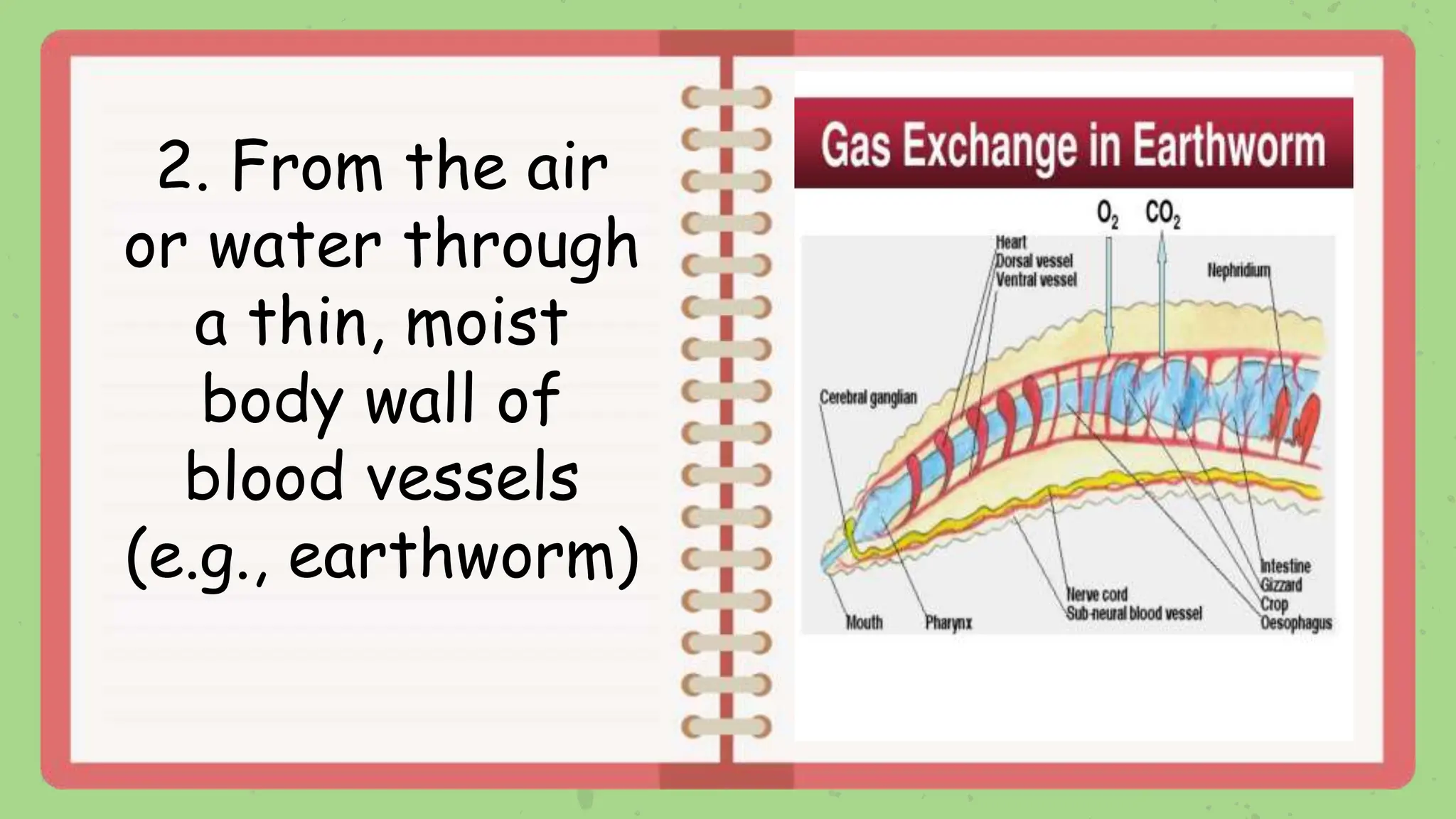 2nd QUARTER LESSON 3 - GAS EXCHANGE.pptx