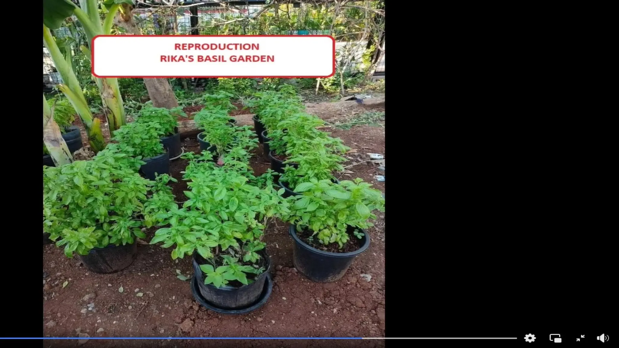 7-day experiment observing the growth of monggo seeds | PPTX