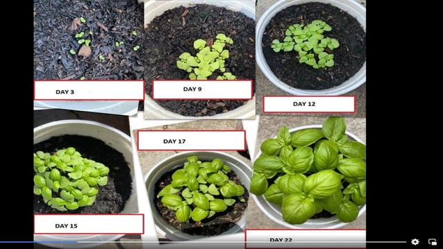 7-day experiment observing the growth of monggo seeds | PPTX