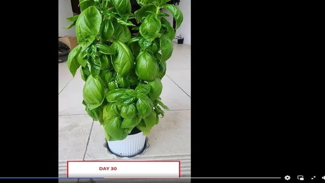 7-day experiment observing the growth of monggo seeds | PPTX