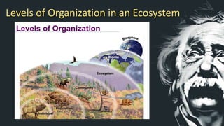 2ND QUARTER SCIENCE 6.. ECOSYSTEM.pptx