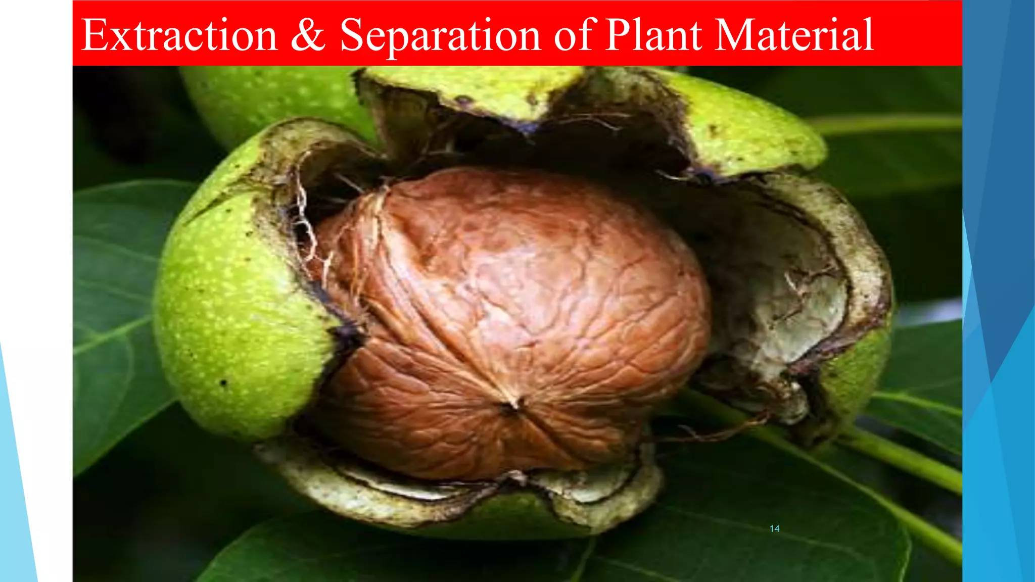 Bio Assay Guided Isolation Identification Active Constituents Of Walnut