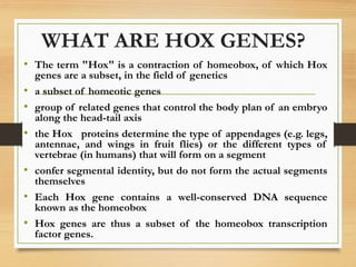 hox genes and its role in development | PPTX