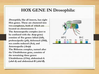 hox genes and its role in development | PPTX