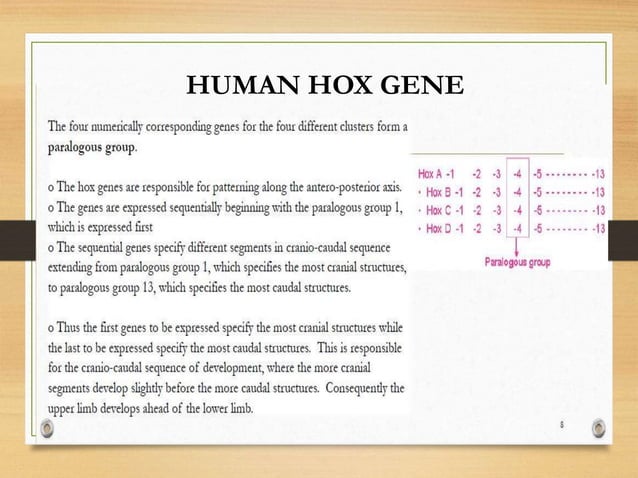 hox genes and its role in development | PPTX | Ear, Nose and Throat ...