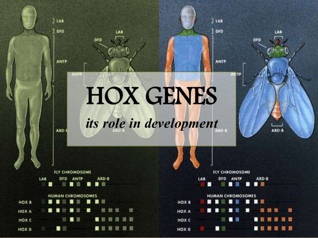 hox genes and its role in development