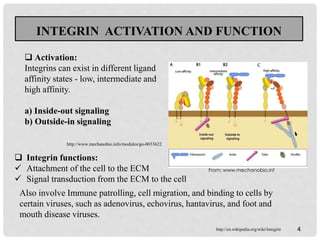 integrin-linked kinase | PPTX