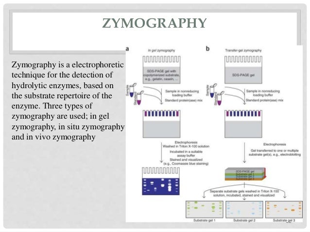 integrin-linked kinase