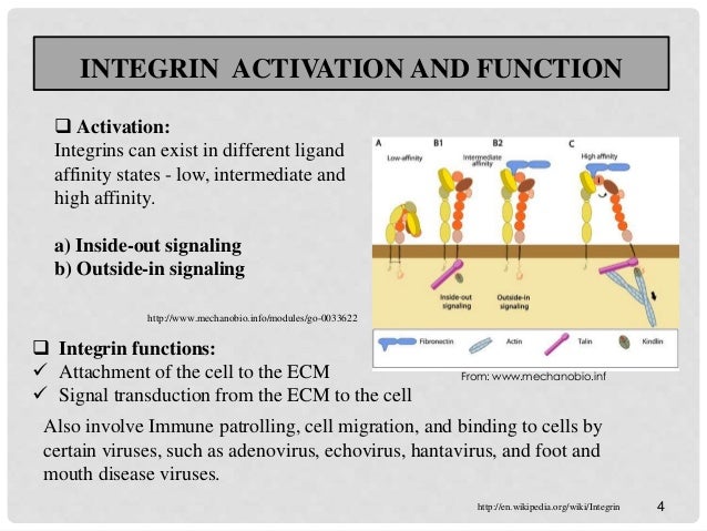 integrin-linked kinase
