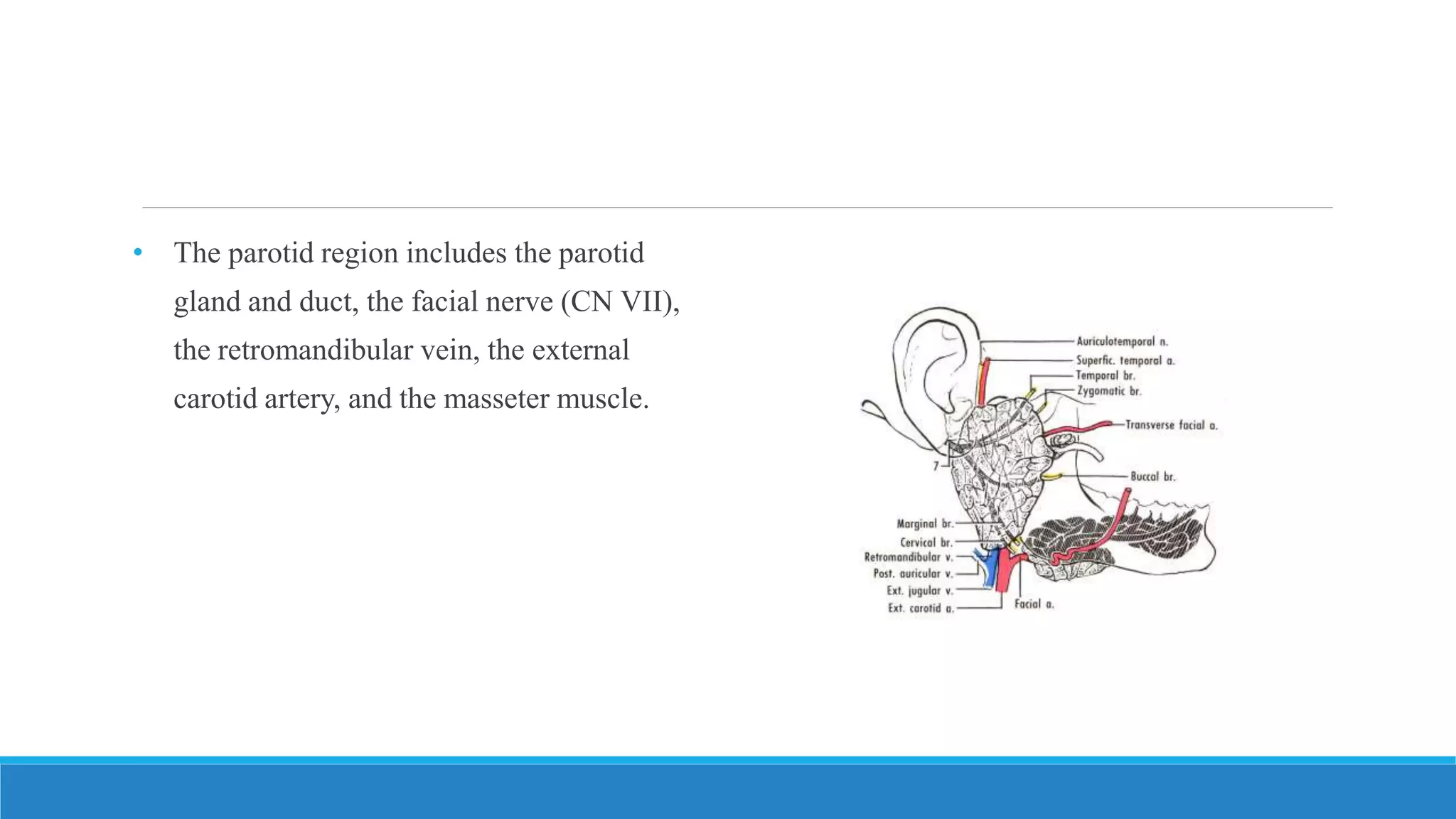 Surgical Anatomy Of Temporomandibular Joint And Parotid Region | PPTX