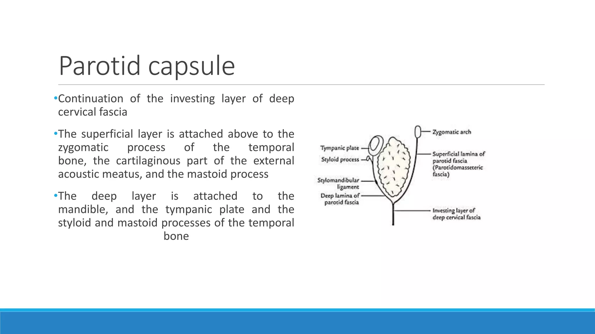 Surgical Anatomy Of Temporomandibular Joint And Parotid Region | PPTX