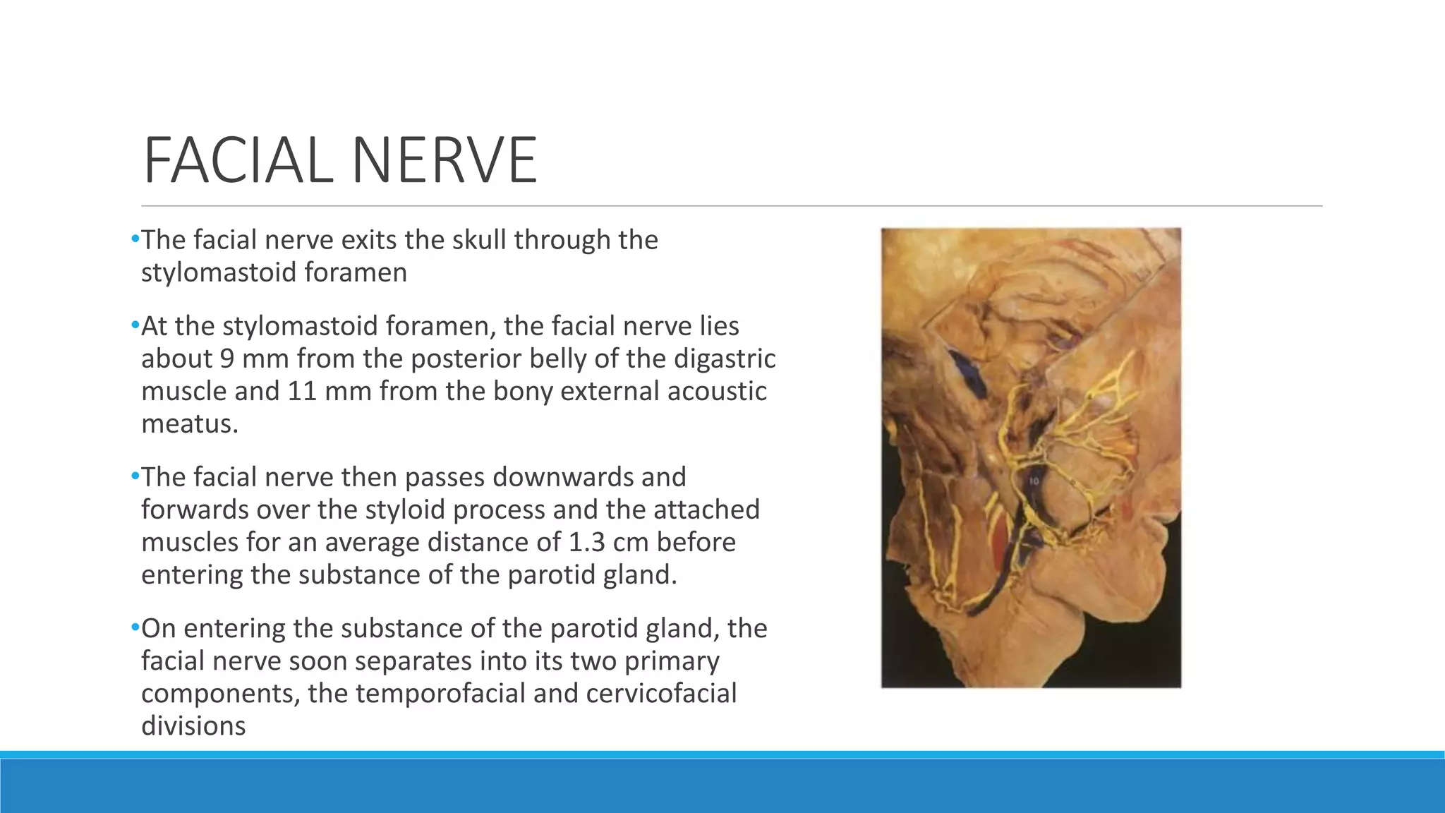 Surgical Anatomy Of Temporomandibular Joint And Parotid Region | PPTX