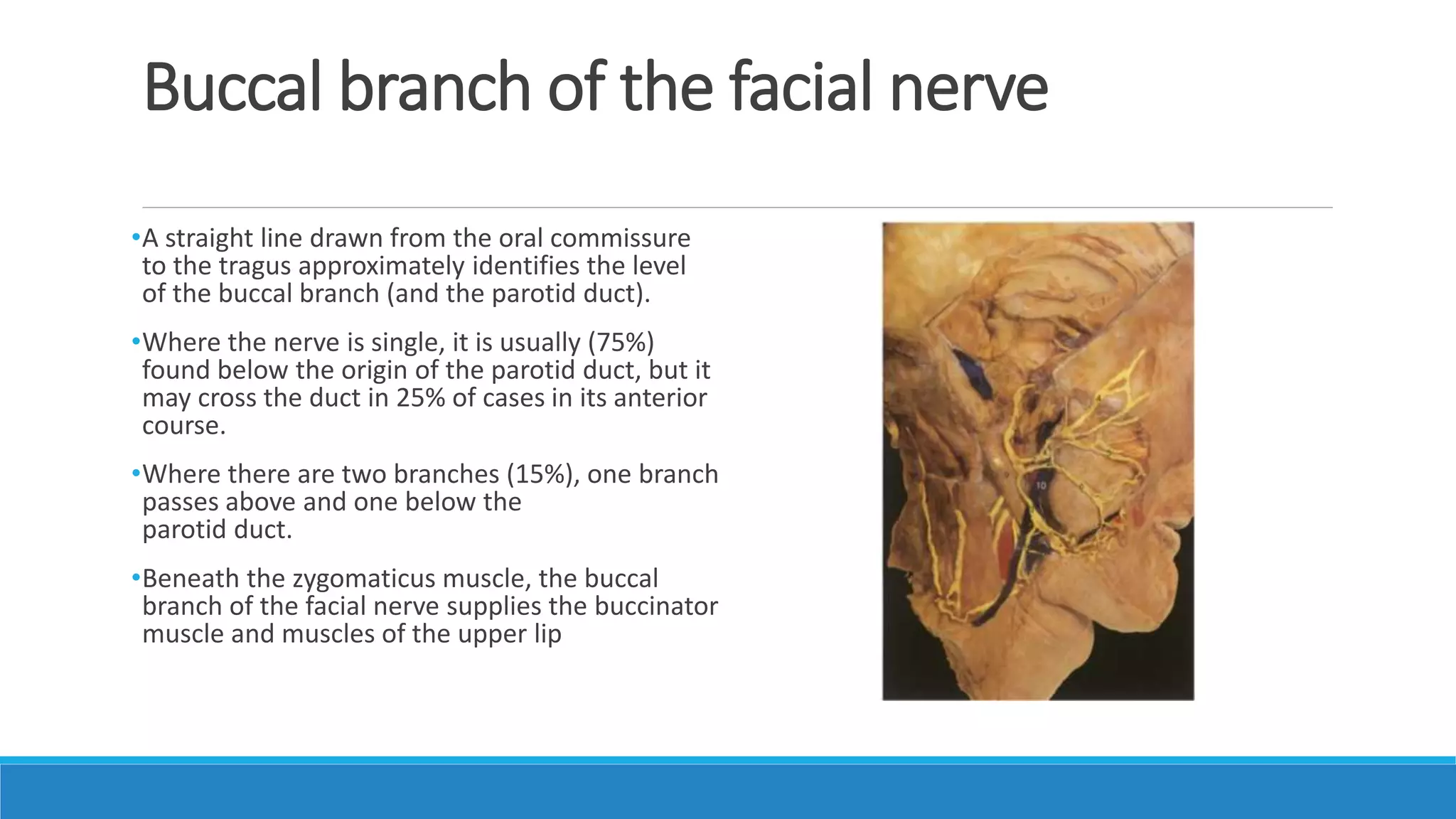 Surgical Anatomy Of Temporomandibular Joint And Parotid Region | PPTX