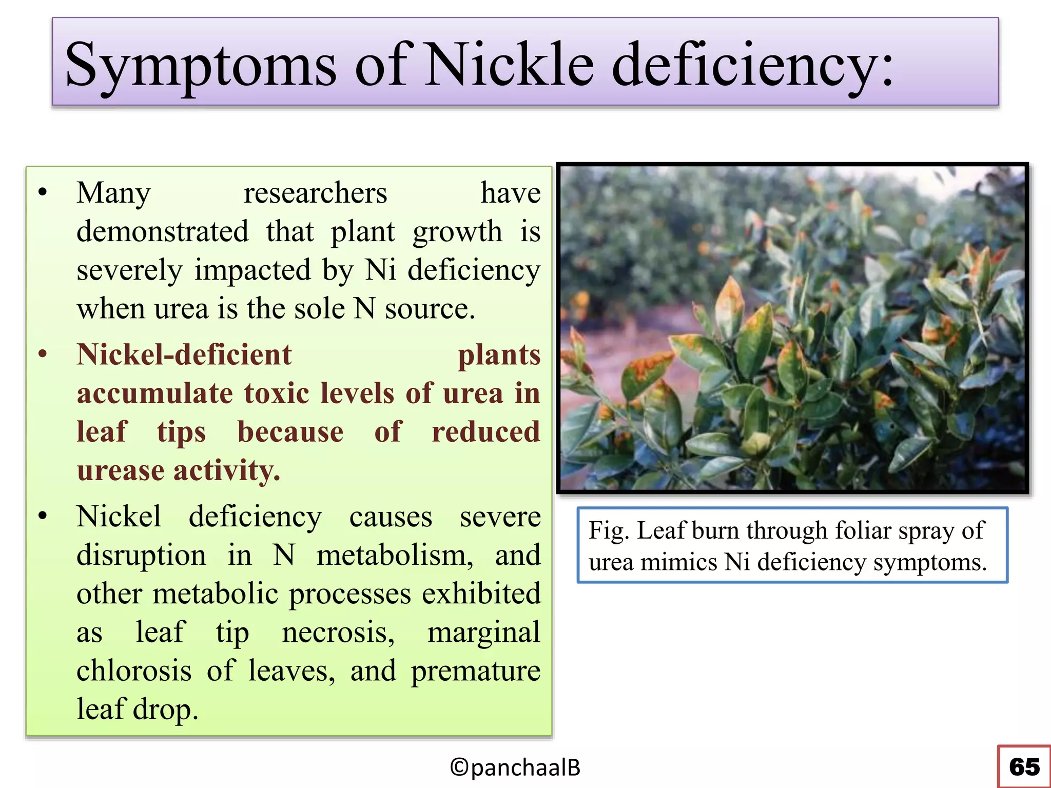 Micronutrients: role and management in fruit crops (2nd doctoral ...