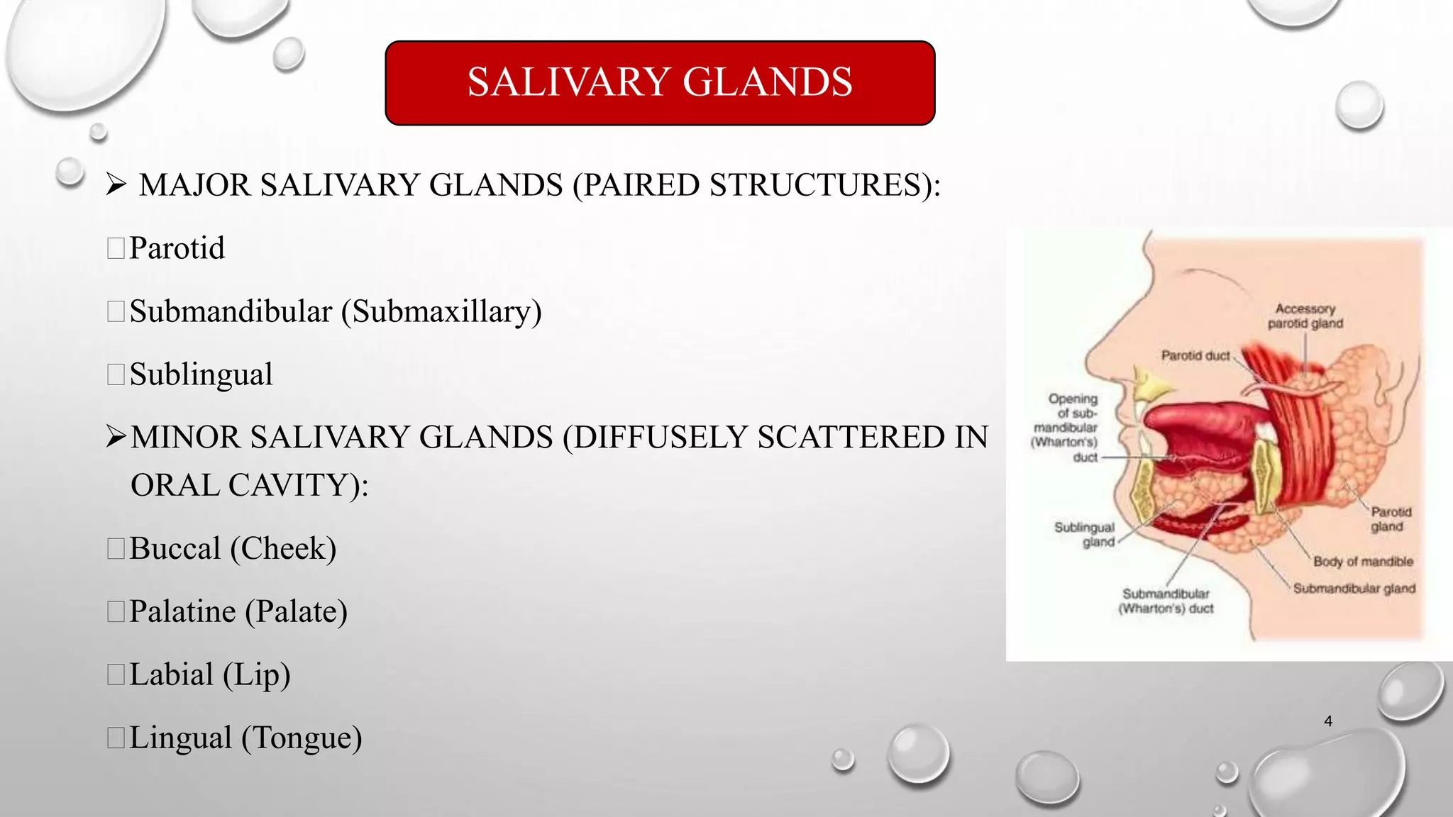 SALIVARY GLANDS AND IT’S PROSTHODONTIC IMPLICATIONS | PPTX