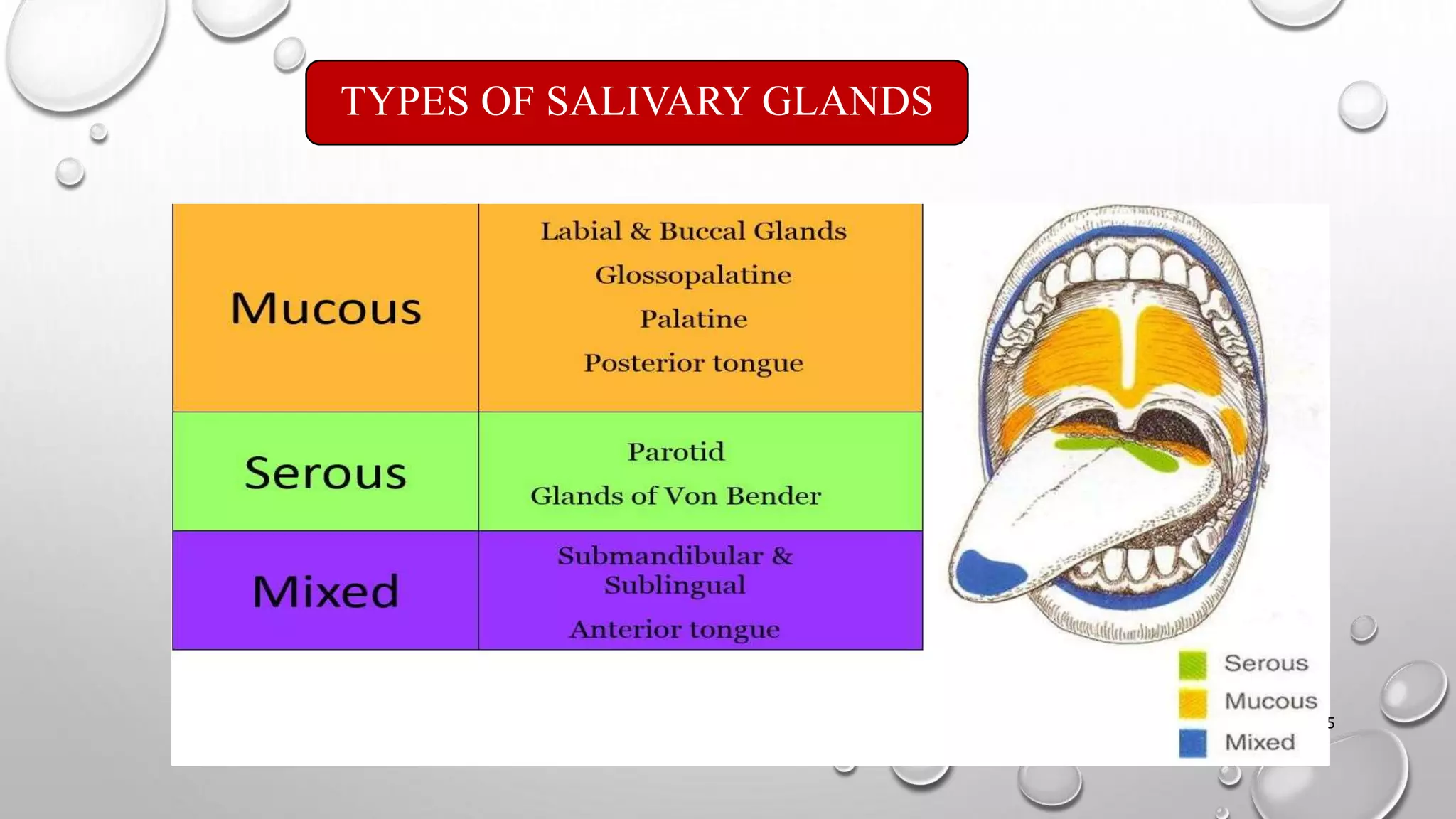 SALIVARY GLANDS AND IT’S PROSTHODONTIC IMPLICATIONS | PPTX